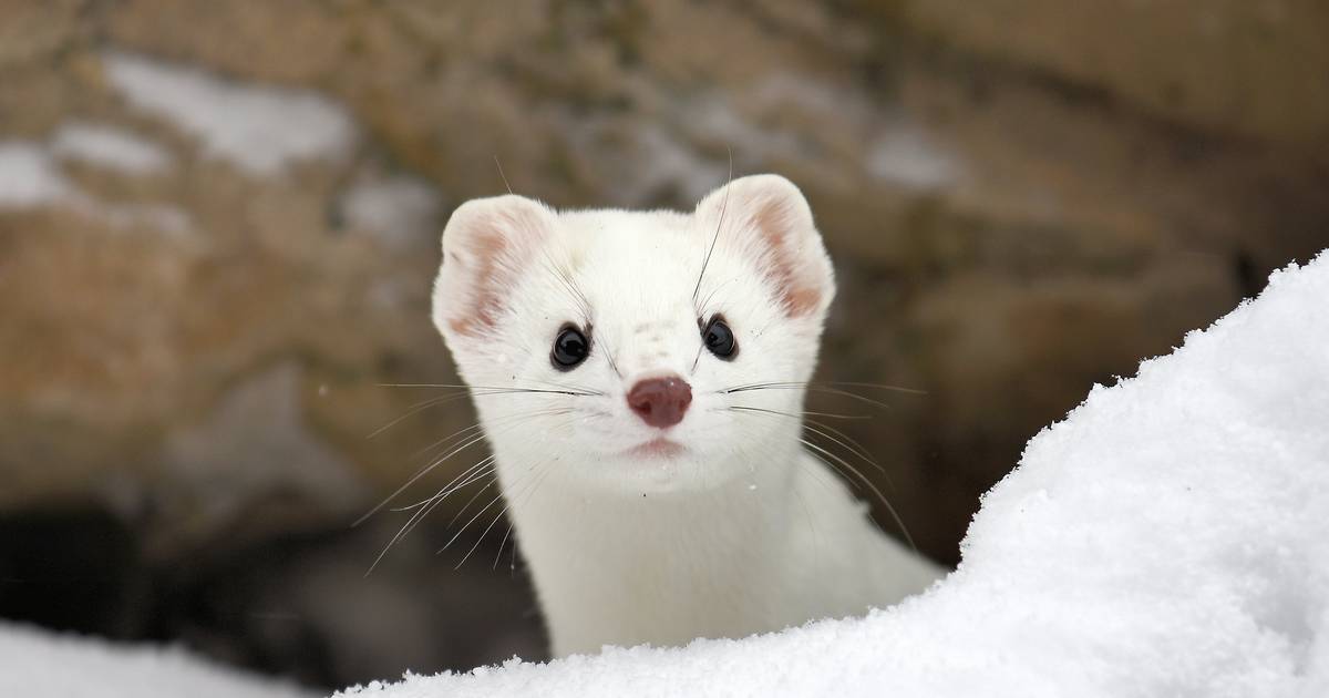 VIDEO Ontdekker van nieuwe dierensoort spot nu ook zeldzame hermelijn ...