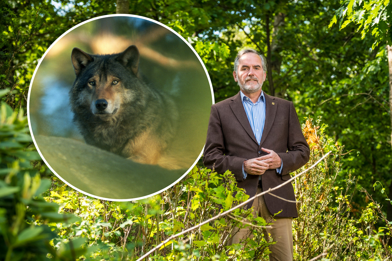 Park Hoge Veluwe wil geen aansprakelijkheid voor de wolf: ‘Vangen of ... Park Hoge Veluwe wil geen aansprakelijkheid voor de wolf: ‘Vangen of ...