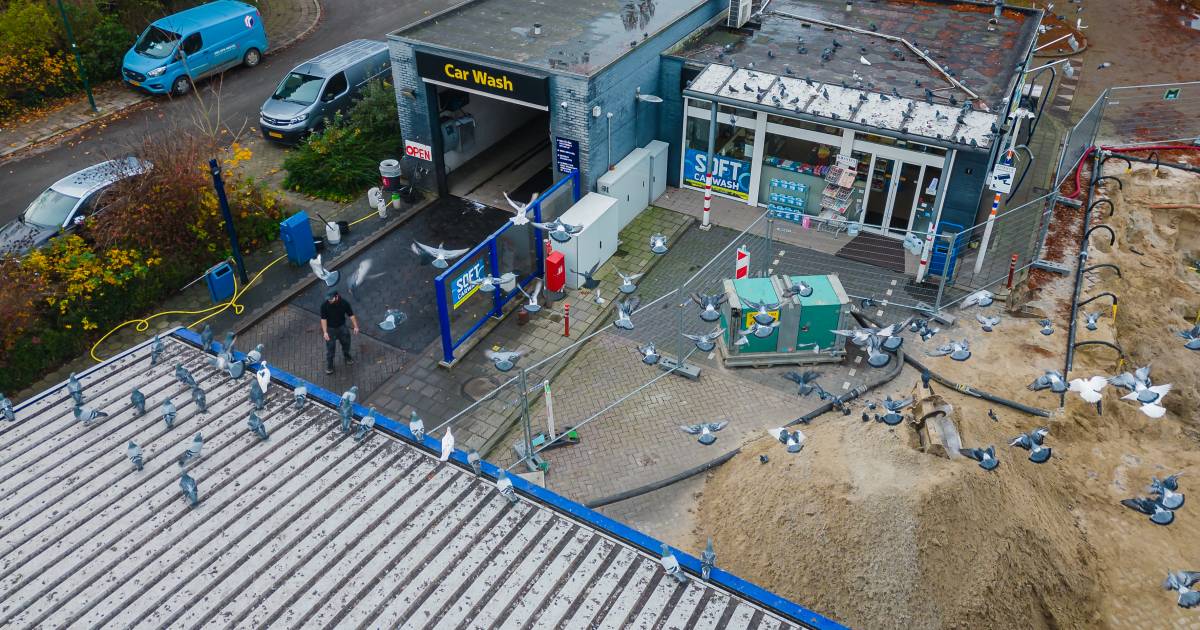 Waarom honderden duiven op het dak van een tankstation bivakkeren: ‘Ze ...