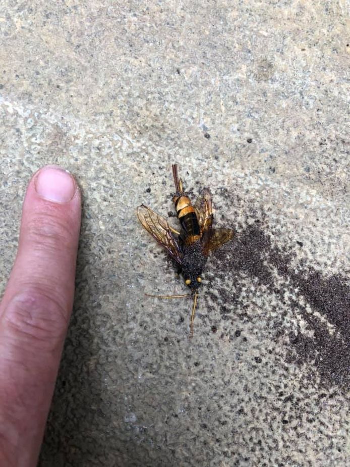 Aziatische of Europese hoornaar, wesp of iets anders: enkele foto's op ...