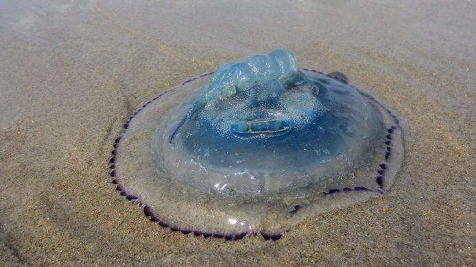 Blauwe kwallen kleuren de Belgische kust na stormweer: “Als de stroming ...
