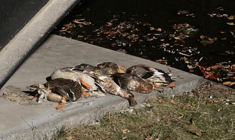 Gemeente Tilburg geeft toe: ‘Dode eenden in park hadden veel sneller ...