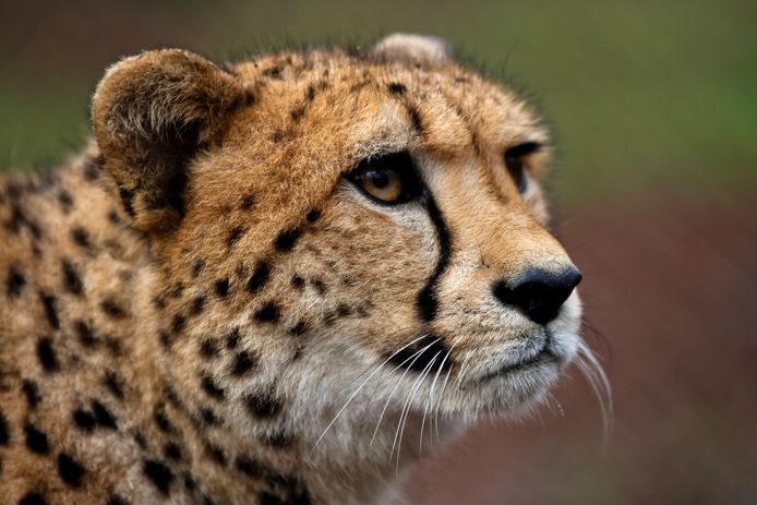 Mannelijke cheeta in Burgers’ Zoo Arnhem krijgt nieuw vrouwtje en het is een echte Brabantse ...