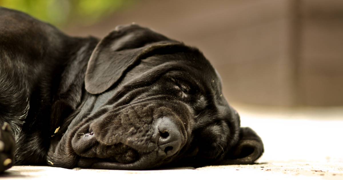 Tumor bij hond leidt tot rekening van bijna 5000 euro, baasje stapt ... Tumor bij hond leidt tot rekening van bijna 5000 euro, baasje stapt ...