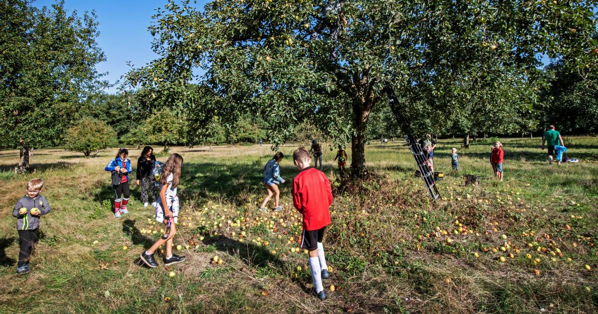 Even schudden aan de bomen en rapen maar | Nijmegen | AD.nl