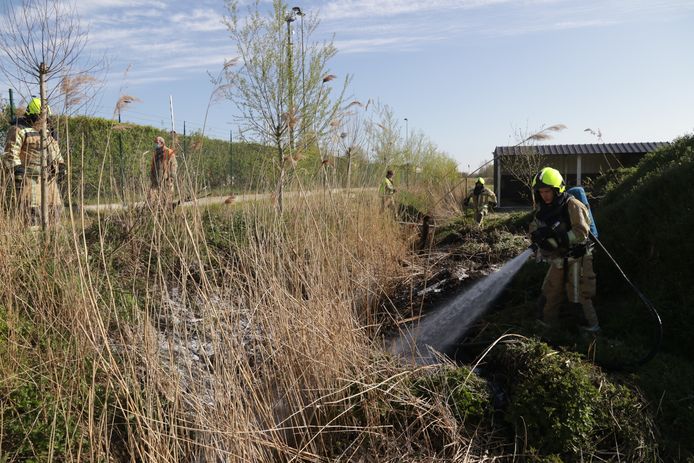 Strook riet en gras vat vuur naast containerpark | Waasmunster | hln.be