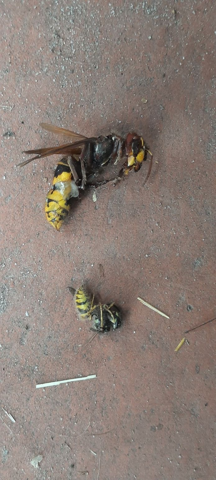 Aziatische of Europese hoornaar, wesp of iets anders: enkele foto's op ...