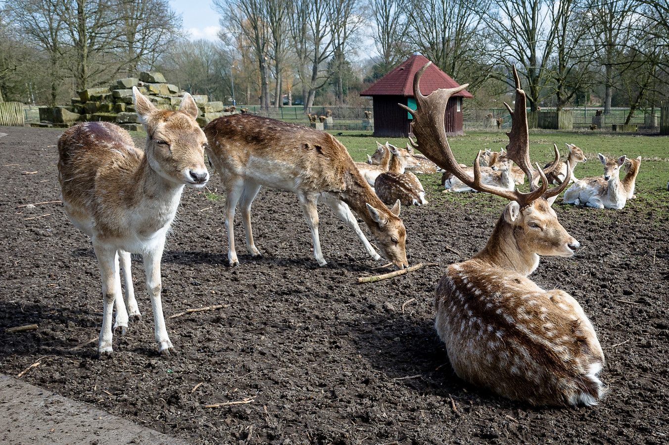 Het Kralingse Bos werd ooit aangelegd voor de elite, maar dit bos is er ...