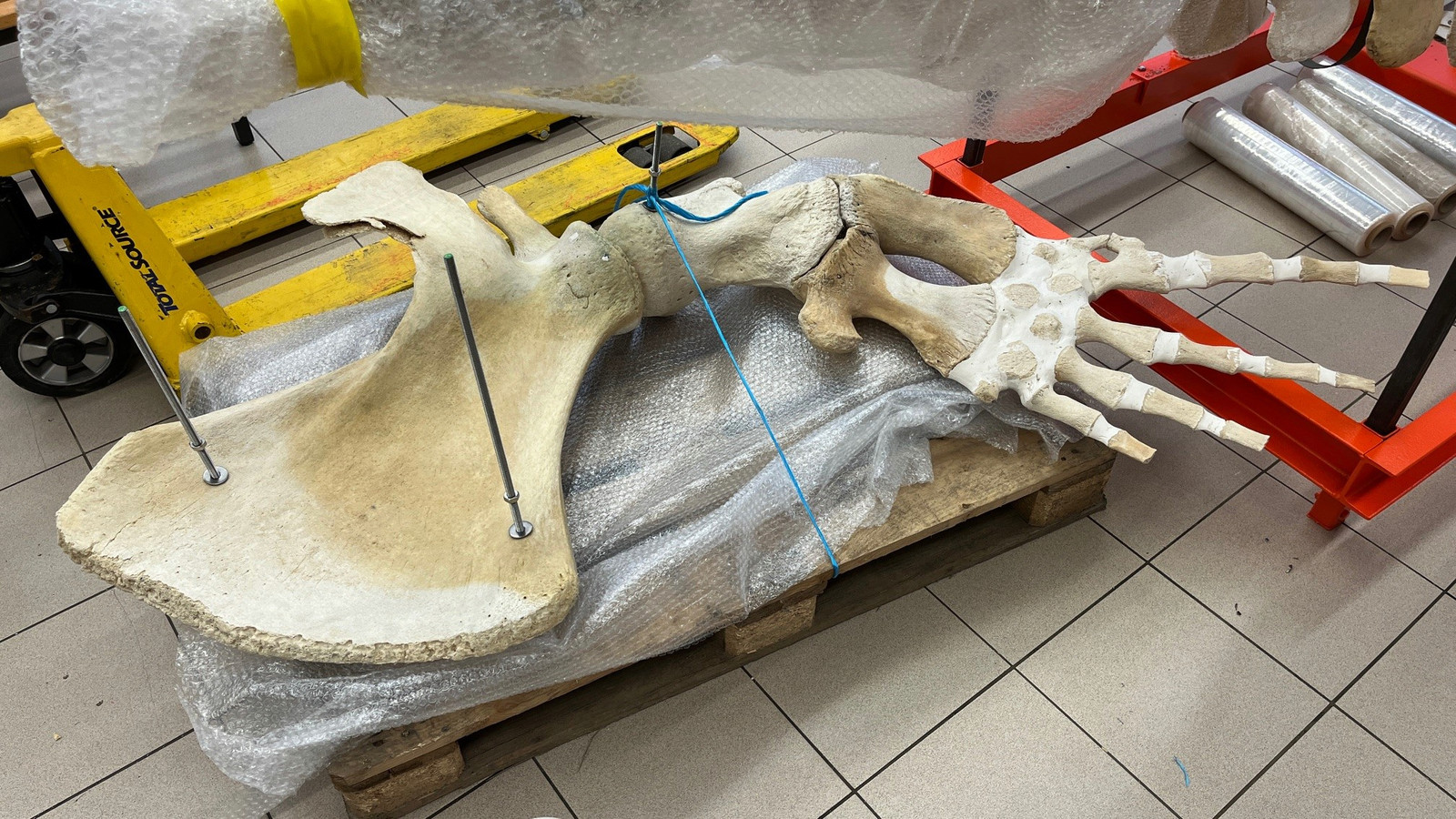 Exact 35 jaar terug lokte aangespoelde potvis Valentijn van Sint-André ...