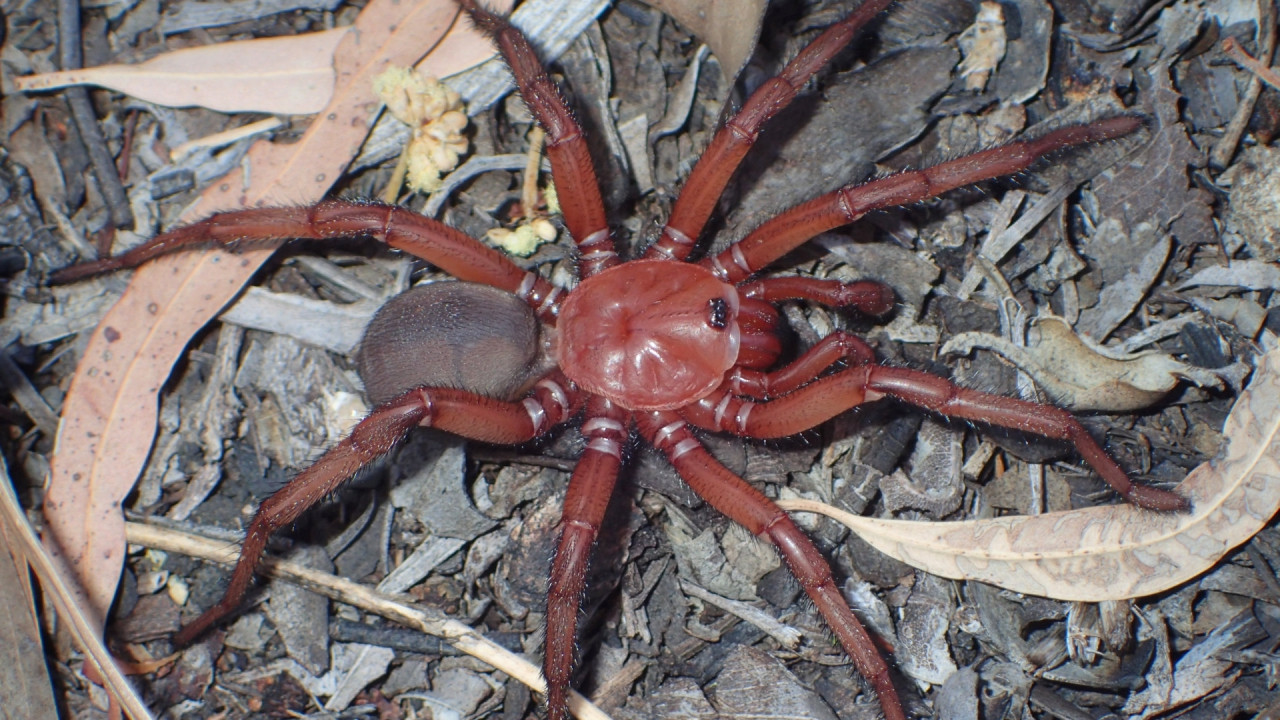 Une nouvelle espèce de grande araignée découverte en Australie | Foto ...