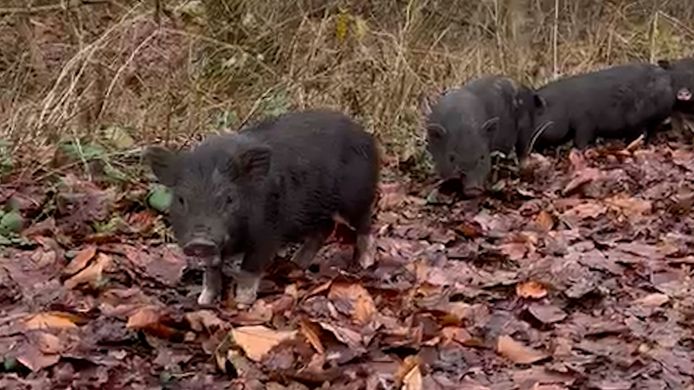 Gedumpte hangbuikzwijntjes zijn boswachters in Kuinderbos weer te slim af, plan D moet uitkomst ...