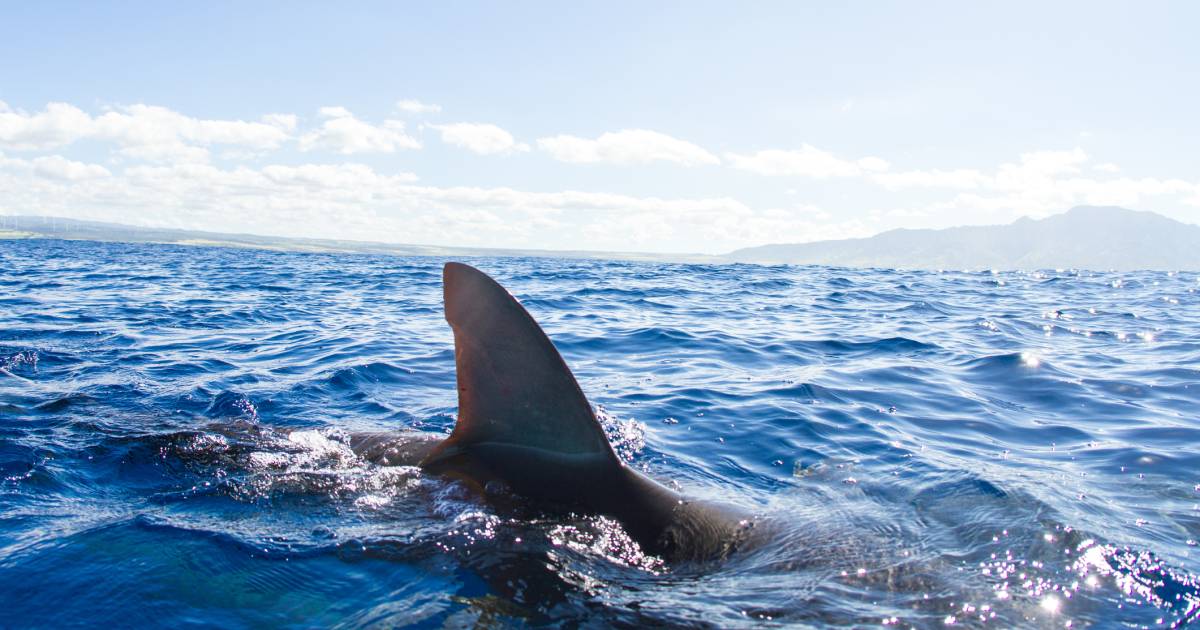Grote lichtgevende haaien ontdekt in de zee bij Nieuw-Zeeland, dankzij ...