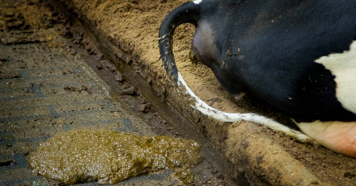 Koeienpoep zorgt in Tubbergen binnenkort voor warm zwembad en school ...