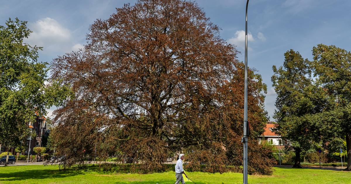 Utrechtse rode beuk krijgt tweede leven in manchetknopen en ...