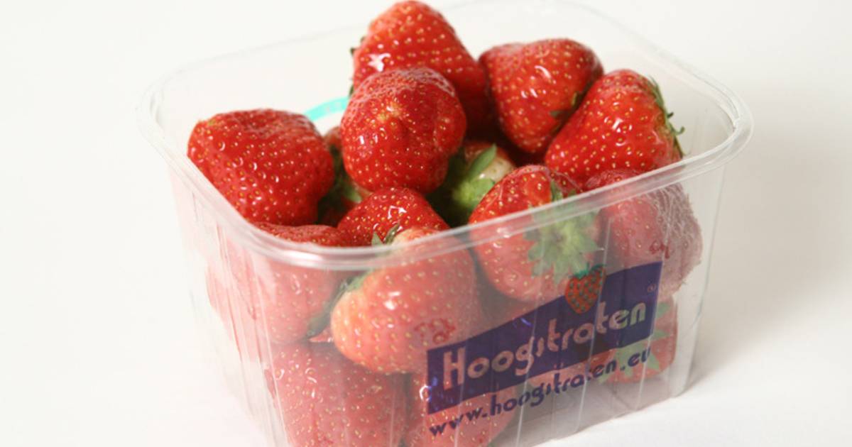 Eerste aardbeien geveild voor 400 euro per bakje | Binnenland | hln.be