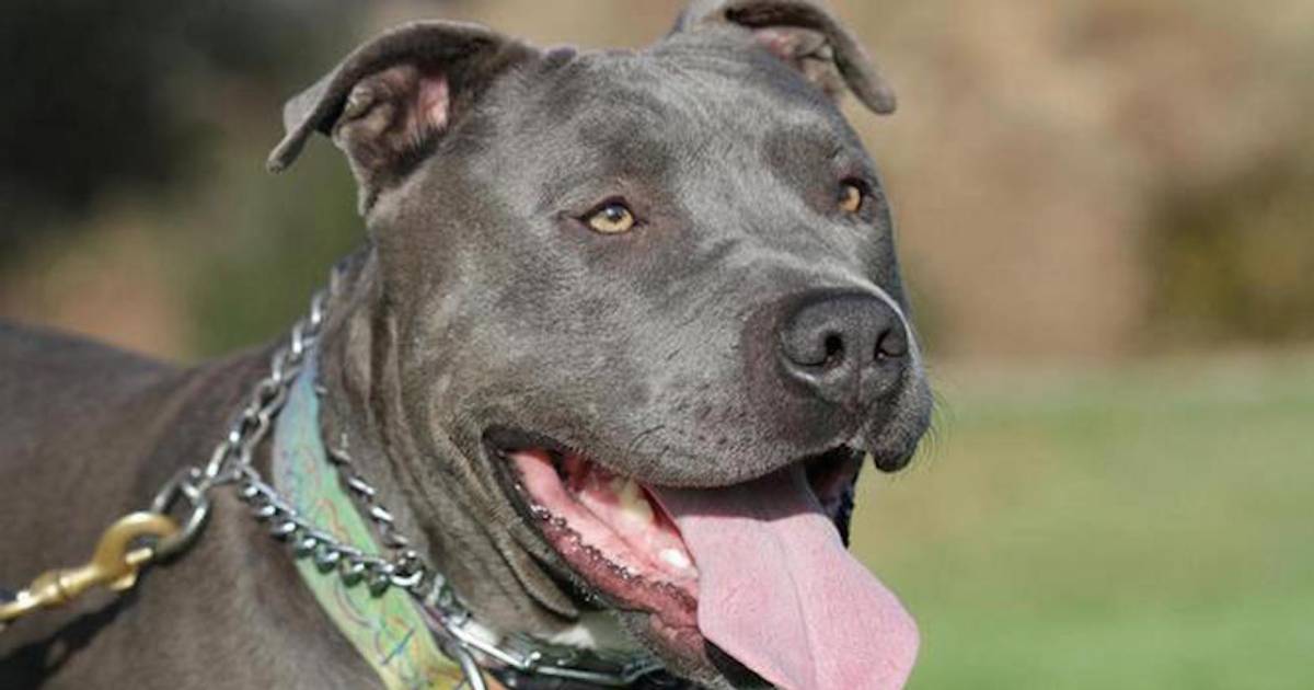 Komt dode hond in Maas uit Kerkrade? | Maasland | gelderlander.nl