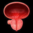 Vroege opsporing prostaatkanker belangrijk: hier moet je alert op zijn ...