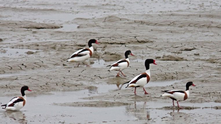 Warm weer zorgt voor pak meer geringde vogels in Zwin Natuur Park ...