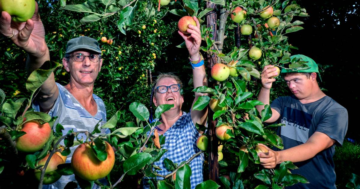 Hittestress in de boomgaard: appels met brandblaren en mini-peren ...