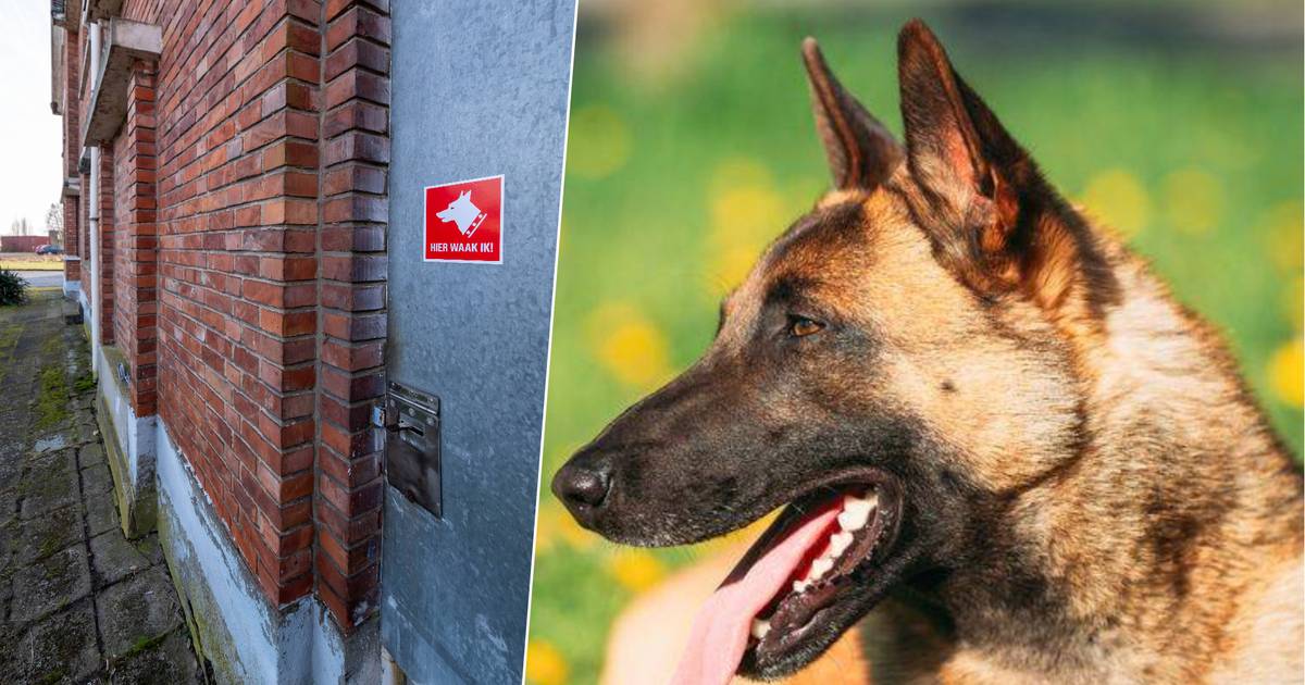 Om zwaargewond baasje (86) te redden, moet politie zijn trouwe hond ...