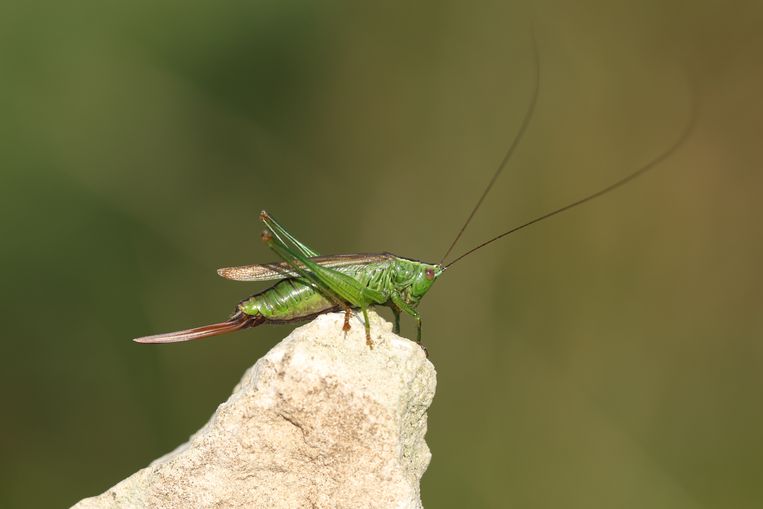 Nederland wordt warmer: hallo wolfspin, grote spitskop en staartblauwtje