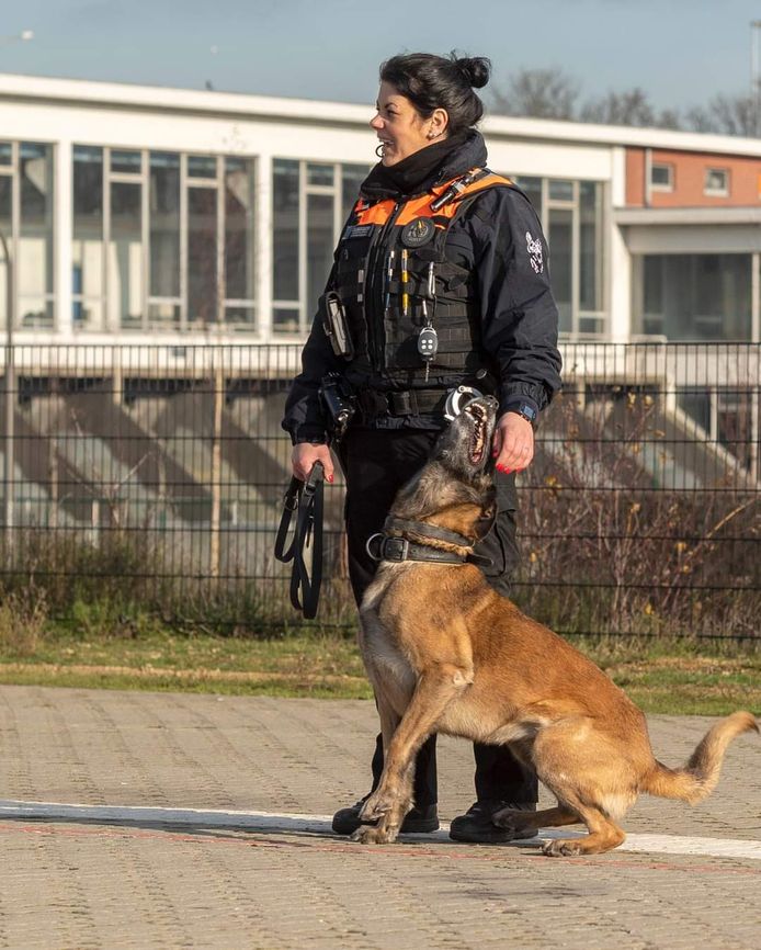 Sue (10), eerste politiehond van zone Rupel, is niet meer: “Pijnlijkste ...