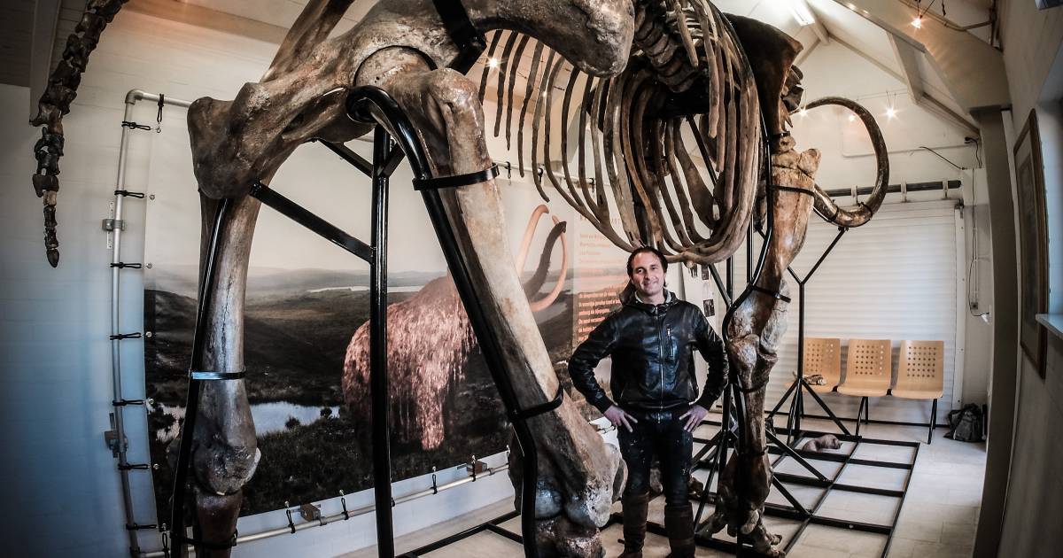 De grootste mammoet ter wereld staat in een schuur in de Achterhoek ...