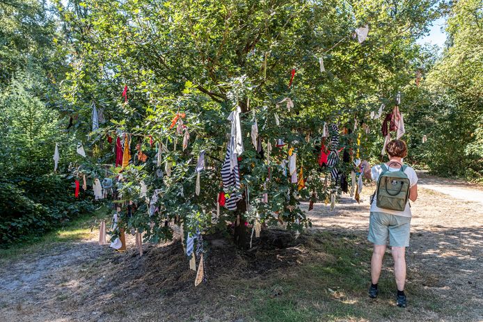 Staat de beste boom van Nederland in Overasselt? Dit exemplaar zou ...