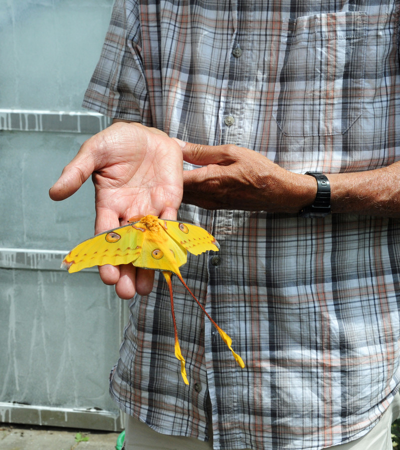 ‘Waar zijn de vlinders?’, vraagt Jan Meerman uit Oosterland zich af. En ...