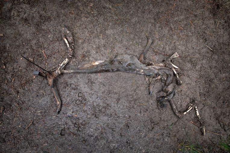 De staat van ontbinding: nut en noodzaak van kadavers in het wild
