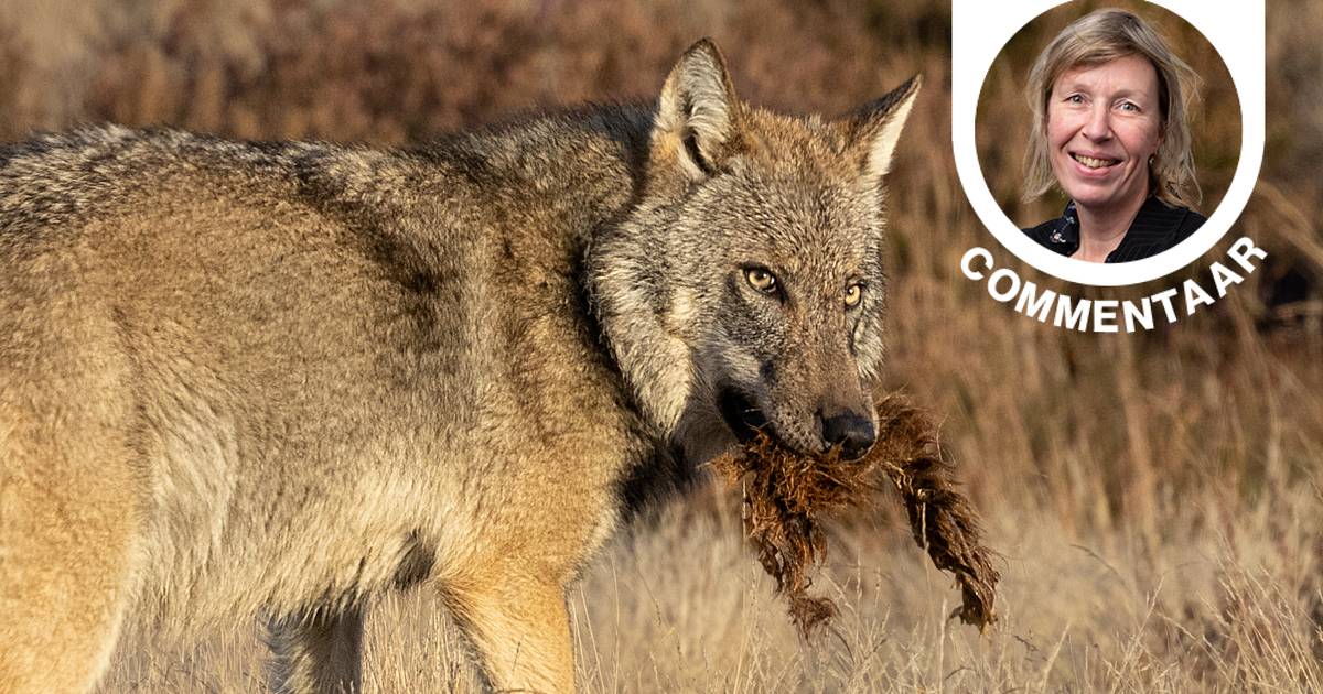 Terugkeer van de wolf is niet meer zo romantisch | Commentaar | AD.nl