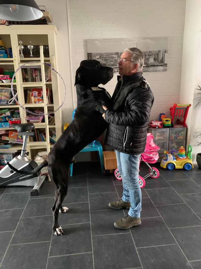 Dit zijn joekels van huisdieren: ‘78 kilo op schoot doet weleens pijn ...