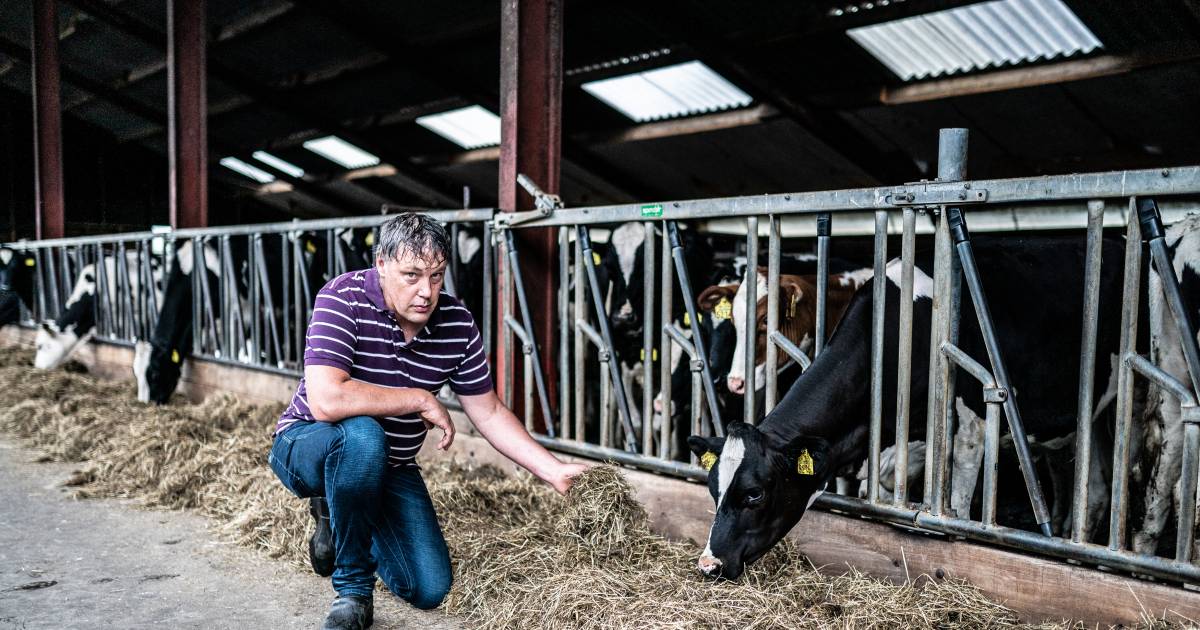 Veehouder Wilco hoopt dat het bio-pad hem redt: ‘We willen het krijgen ...
