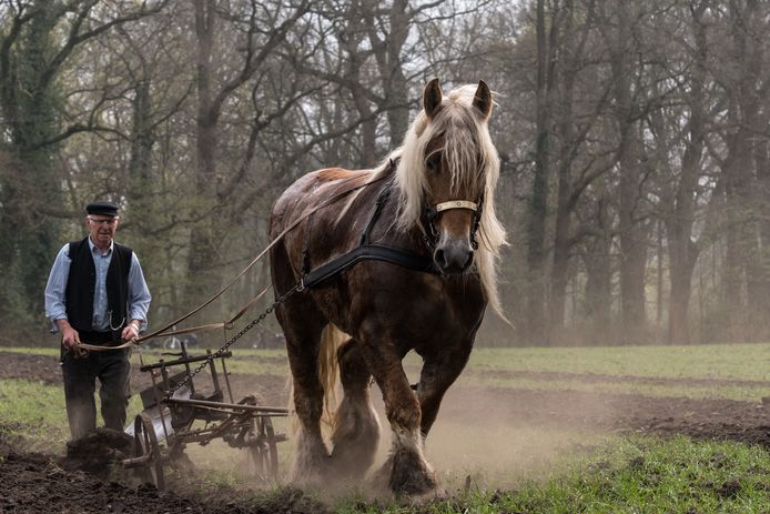 Landgoed Aalten decor van nostalgisch ploegen met het paard | Aalten ...
