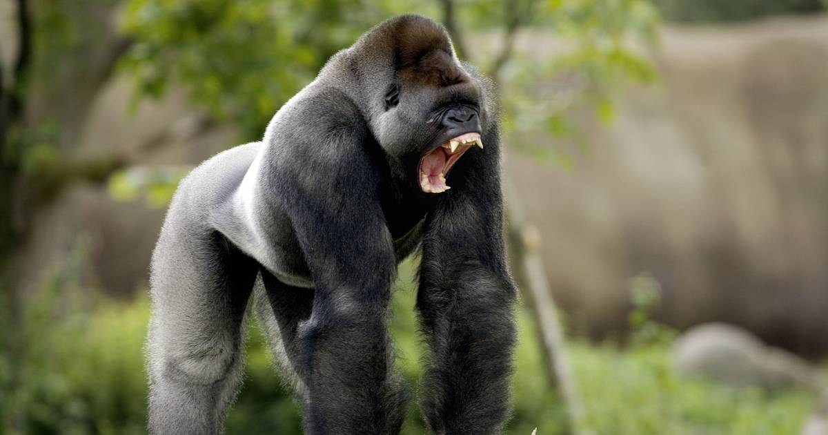 Verborgen camera's filmen gorilla Bokito tijdens ‘summer of love’ in Blijdorp | Rotterdam | pzc.nl