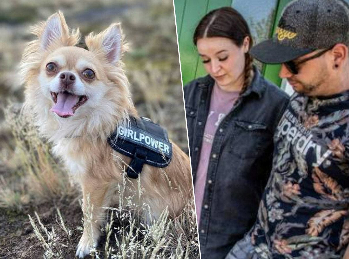 Pakjesbezorger schopt hondje Maya dood: “Ze kwispelde nog even met haar ...