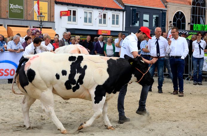 Pronken met de mooiste, dikste billen | Zeeland | bndestem.nl