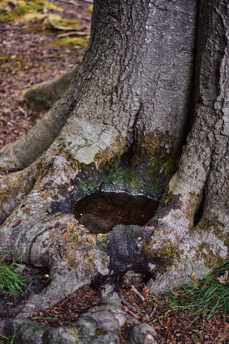 Van stammen en bomen, en Amerikaanse soldaten: Annelies Verbeke loopt ...
