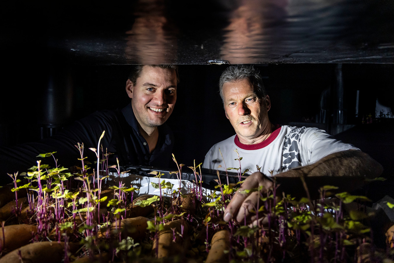 Koppert Cress heeft eigen 'darkroom’ waar het witte groente teelt: ‘Het ...