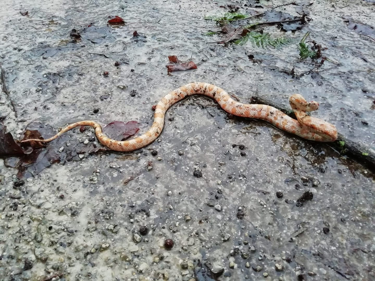 Korenslang aangetroffen in parkdomein De Mik | Foto | hln.be