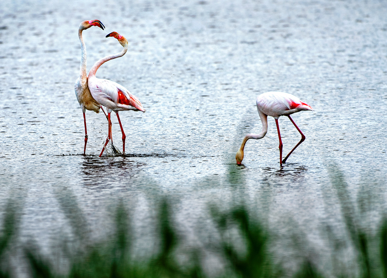 Wilde flamingo’s flaneren op dit moment in Noord-Hollands dorp | De ...