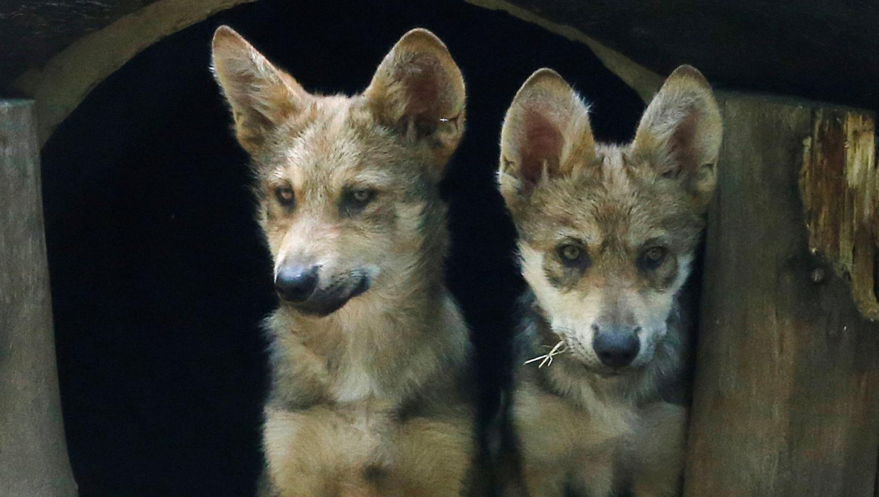 Jonge wolven overleven hun koetsreis naar Nederland niet | De Volkskrant