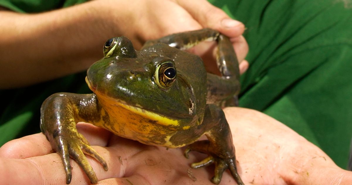 Brulkikker krijgt nog maximaal 25 jaar | De Krant | HLN