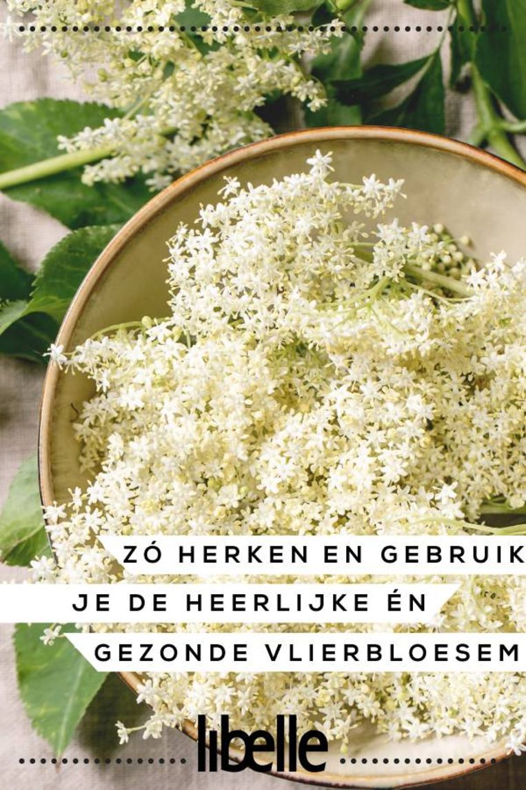 Vlierbloesem: zo herken én gebruik je dit supergezonde (en lekkere ...