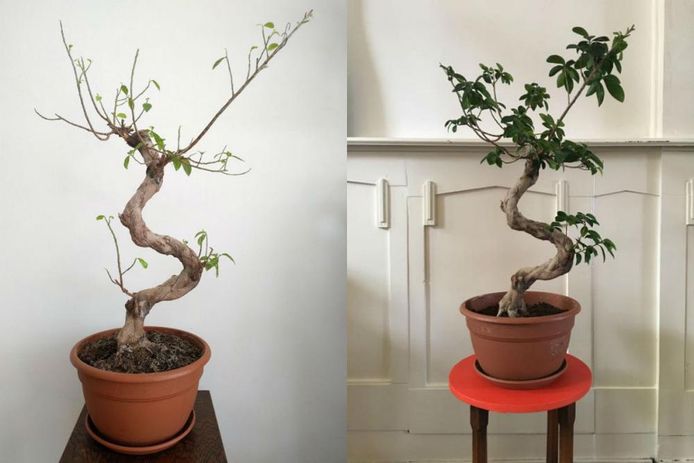 Zo kun je ‘dode’ planten weer tot leven wekken | Wonen | AD.nl