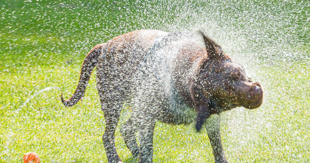 Het heetst van de strijd of een verfrissende duik: het weekend van ...