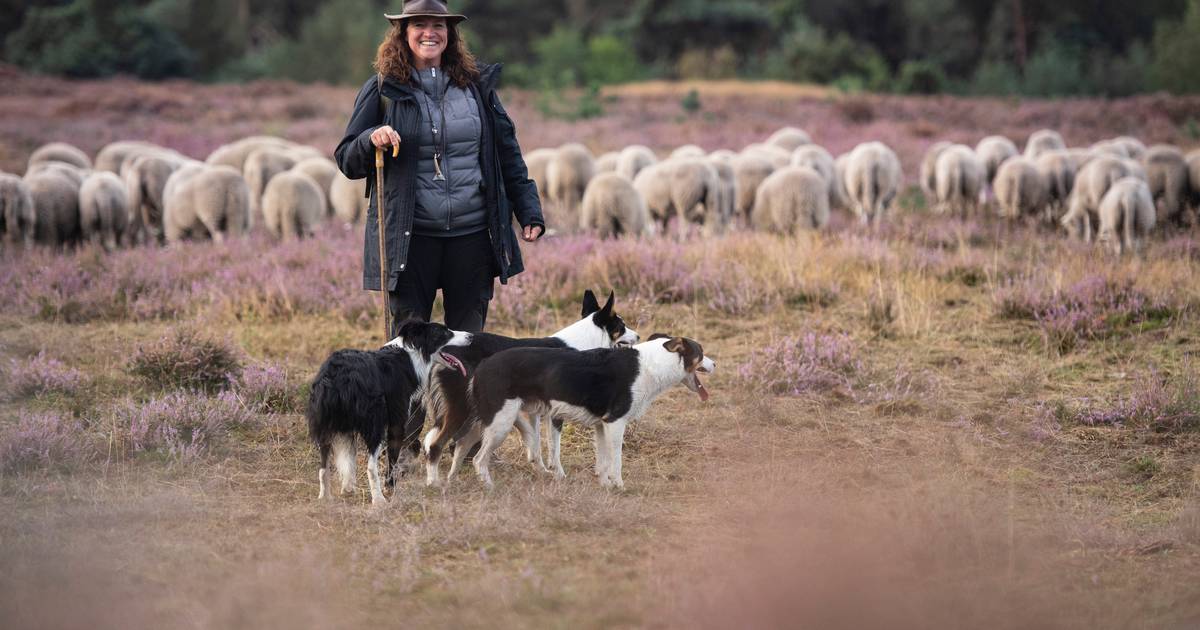 Susanne is schapenherder op Sallandse Heuvelrug: ‘Schapen drijven op de ...