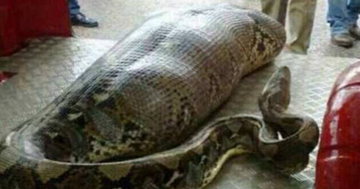 Une femme dévorée par un python géant en Indonésie | Monde | 7sur7.be