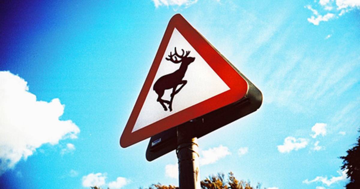 Dood hert in clownspak gedumpt bij gezinnetje | Bizar | hln.be