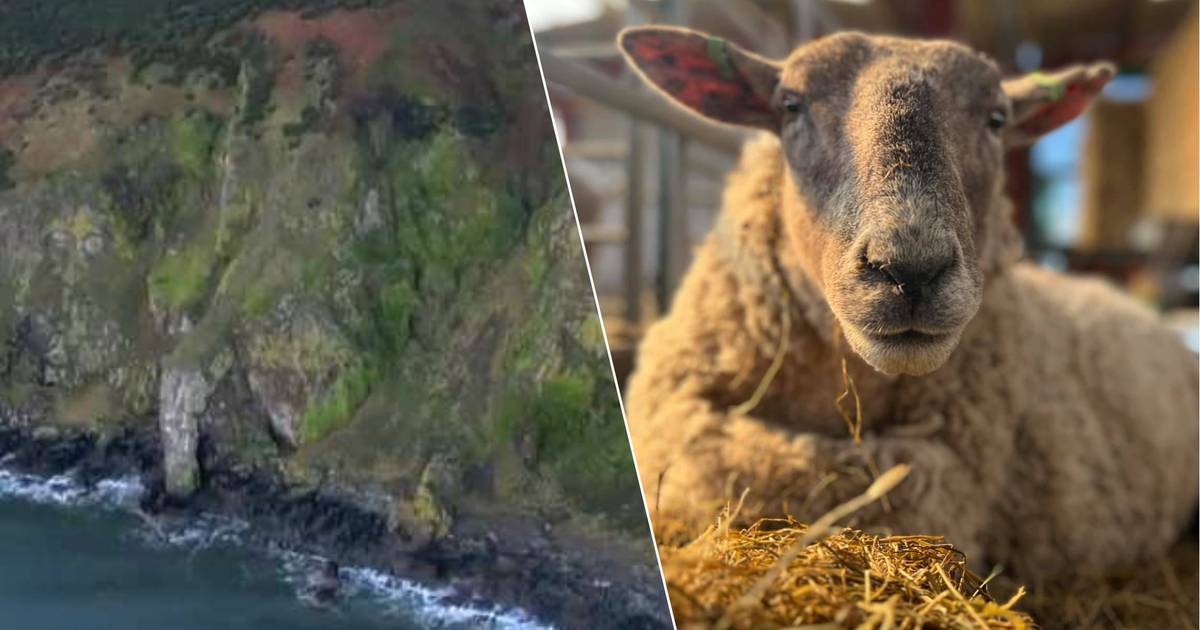 Eenzaamste schaap van Groot-Brittannië is een beetje vergeten hoe ze ...